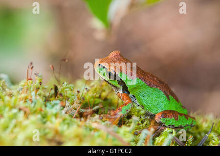 A copper and green skinned Pacific Tree Frog (Pseudacris regilla ...