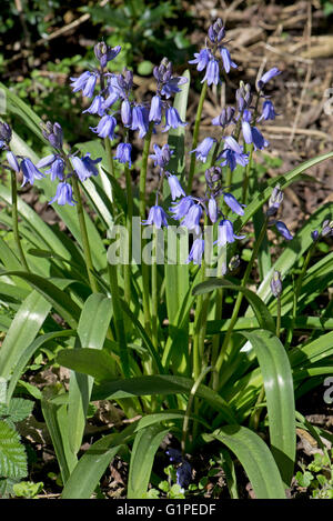 Spanish bluebells, Hyacinthoides hispanica, in full blue flower in a ...