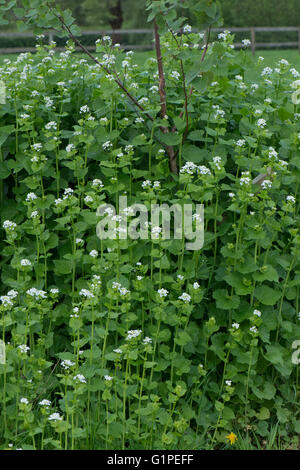 Jack-by-the-hedge or garlic mustart, Alliaria petiolata, young and ...