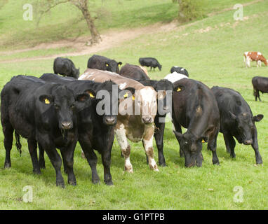 herd of beef cattle Stock Photo - Alamy