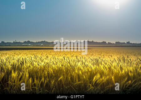 Wheat field Photographed in Eshkol region Israel Stock Photo - Alamy