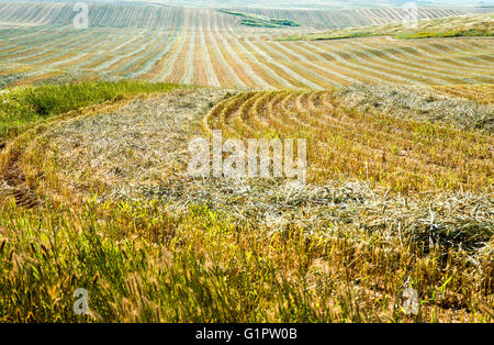 Israel, Negev, Wheat field, Harvest time in a wheat field bales of ...