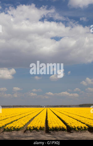 Vast field with yellow flower with a blue sky Stock Photo - Alamy