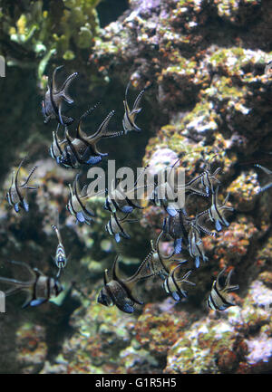 Banggai cardinal fish swimming underwater, blue background Stock Photo ...