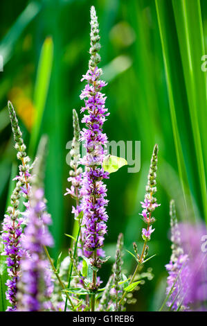 Closeup shot of a Brimstone on a plant Stock Photo - Alamy