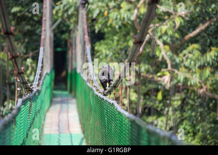 View of the Howler monkey on the hanging bridge in the jungle Stock ...