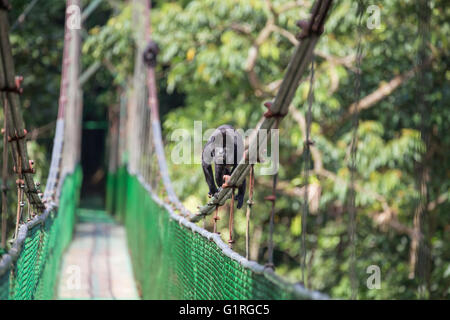 View of the Howler monkey on the hanging bridge in the jungle Stock ...