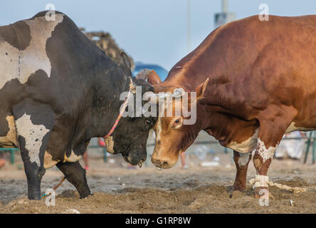 bulls fighting in Fujeirah, UAE Stock Photo - Alamy