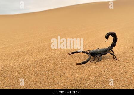 Black scorpion (Parabuthus villosus) running on sand, Namib Desert in ...