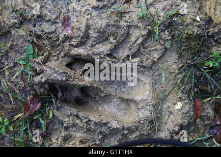 Fallow Deer hoof print - Dama dama Stock Photo - Alamy