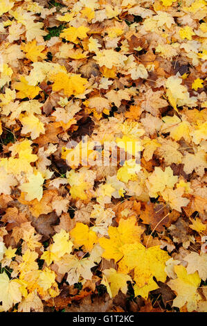 Italy, Lombardy, Garden, Autumn Leaves Stock Photo - Alamy