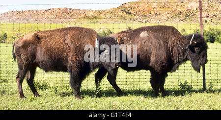 Buffalo in Oklahoma you can see right from your car window Stock Photo ...