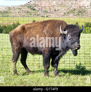 Buffalo in Oklahoma you can see right out your car window Stock Photo ...