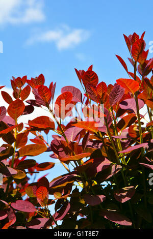 cotinus coggygria foliis purpureis purple smokebush Stock Photo - Alamy