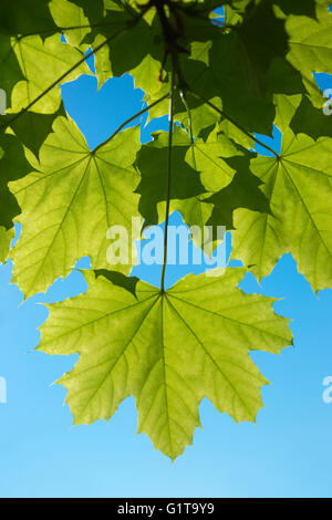 many green maple leaves in spring Stock Photo - Alamy