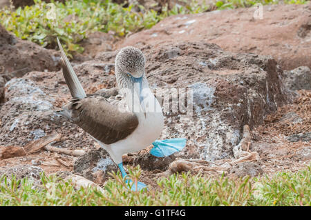 Blue-Footed Booby doing mating dance Stock Photo - Alamy