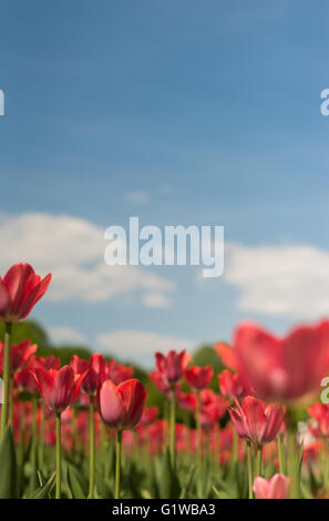 A yellow summer objects with copyspace in yellow background Stock Photo ...