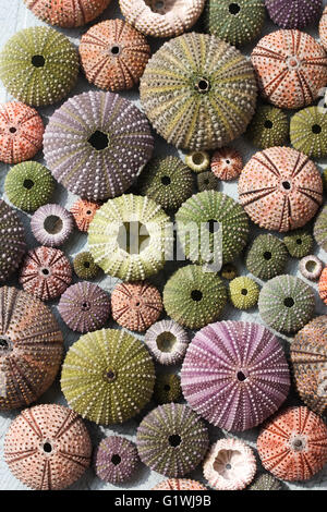 A collection of different sea urchins and marine specimens is arranged ...