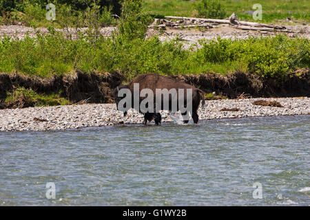 Bison crossing river in Lamar Valley, Yellowstone National Park ...