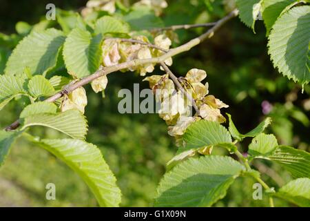 Samara or winged seeds of Ulmus glabra, Wych Elm , Wales, UK Stock ...