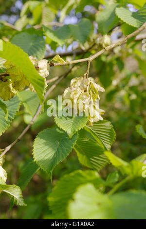 Samara or winged seeds of Ulmus glabra, Wych Elm , Wales, UK Stock ...