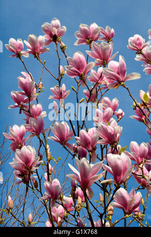 Magnolia tree blossom Stock Photo - Alamy