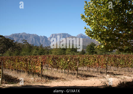 VINES GROOT DRAKENSTEIN WESTERN CAPE SOUTH AFRICA Autumnal Shiraz ...