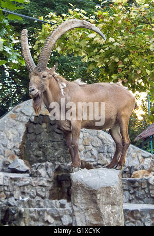 Alpine ibex (Capra ibex, Capra ibex ibex), buck standing on a rock ...