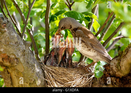 Thrush Fieldfare feeding hungry chicks. Stockholm, Sweden Stock Photo ...
