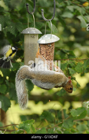 Squirrel on bird feeder stealing food Stock Photo - Alamy