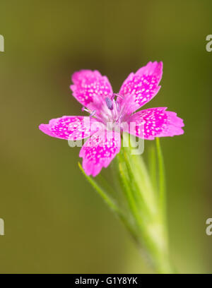 Tiny pink wildflower Stock Photo - Alamy
