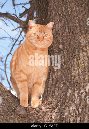 Orange tabby cat sitting in back view with pink flea collar and tail ...