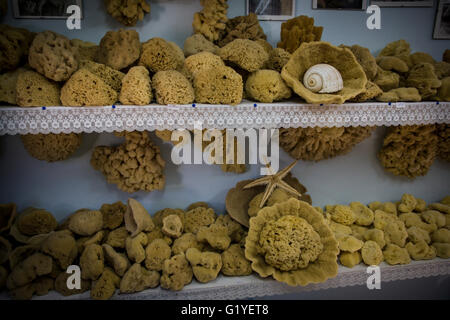 sea shells sponges and starfish, Greece Stock Photo - Alamy