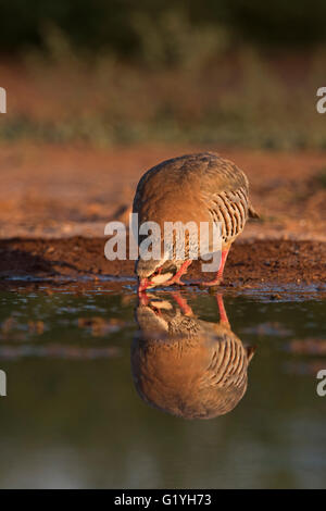 Red Legged Partridge drinking. (Alectoris rufa) French: Perdrix rouge ...