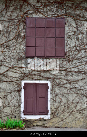 Vines around a Window Stock Photo - Alamy