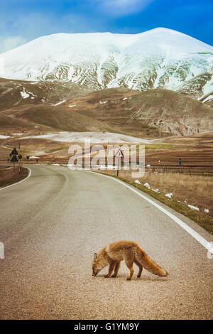 Fox crossing a road in a wild valley Stock Photo - Alamy