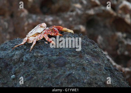Yellow Crab in San Juan, Puerto Rico Stock Photo - Alamy