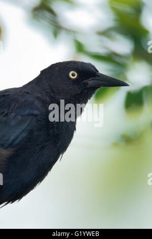 Greater Antillean grackle (Quiscalus niger) on the palm tree - Varadero ...
