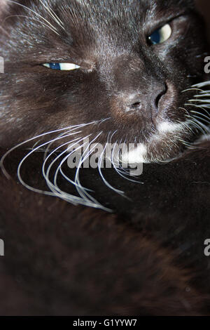 Grumpy black cat close up Stock Photo - Alamy