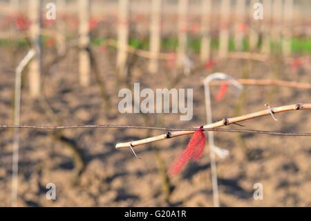 Cutted vineyard in early spring Stock Photo - Alamy