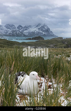 Wandering Albatross Diomeda exulans at Trollheim South Georgia January ...