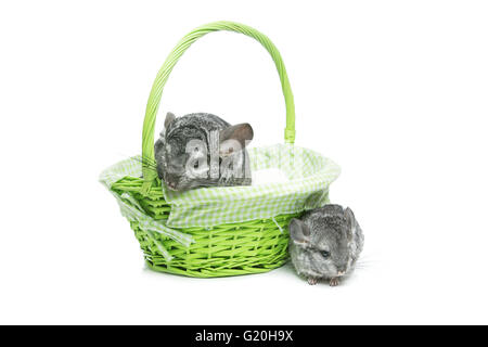 Two chinchillas isolated over white background Stock Photo - Alamy