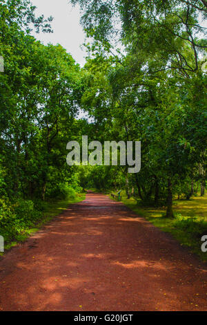 walk path and trees in Tuscany, Italy Stock Photo - Alamy