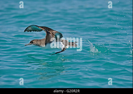 Hutton's shearwater (Puffinus huttoni) taking off Kaikoura South Island ...