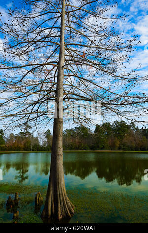 Tomball Burroughs park in Houston Texas with mossy oaks Stock Photo - Alamy
