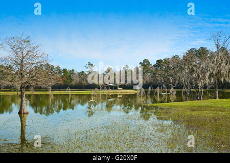 Tomball Burroughs park in Houston Texas with mossy oaks Stock Photo - Alamy