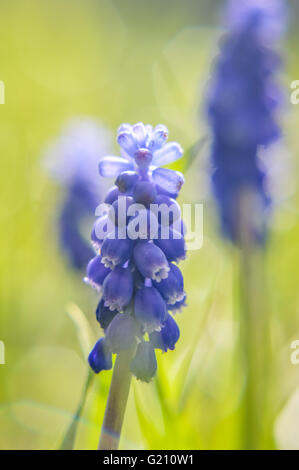 Vertical macro of green grape hyacinth seed capsules forming on a stem ...