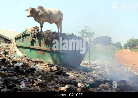 A cow rests on a rubbish dump in Soroti town, Uganda Stock Photo - Alamy