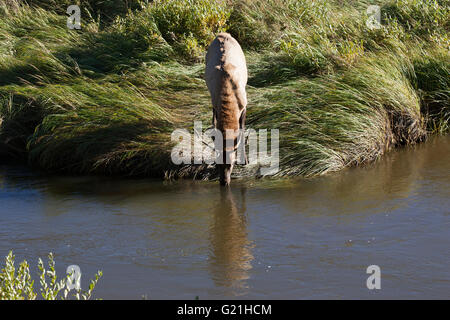 Elk Cervus canadensis male drinking from stream during the rut Rocky ...