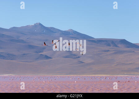 group of pink flamingos in flight Stock Photo - Alamy